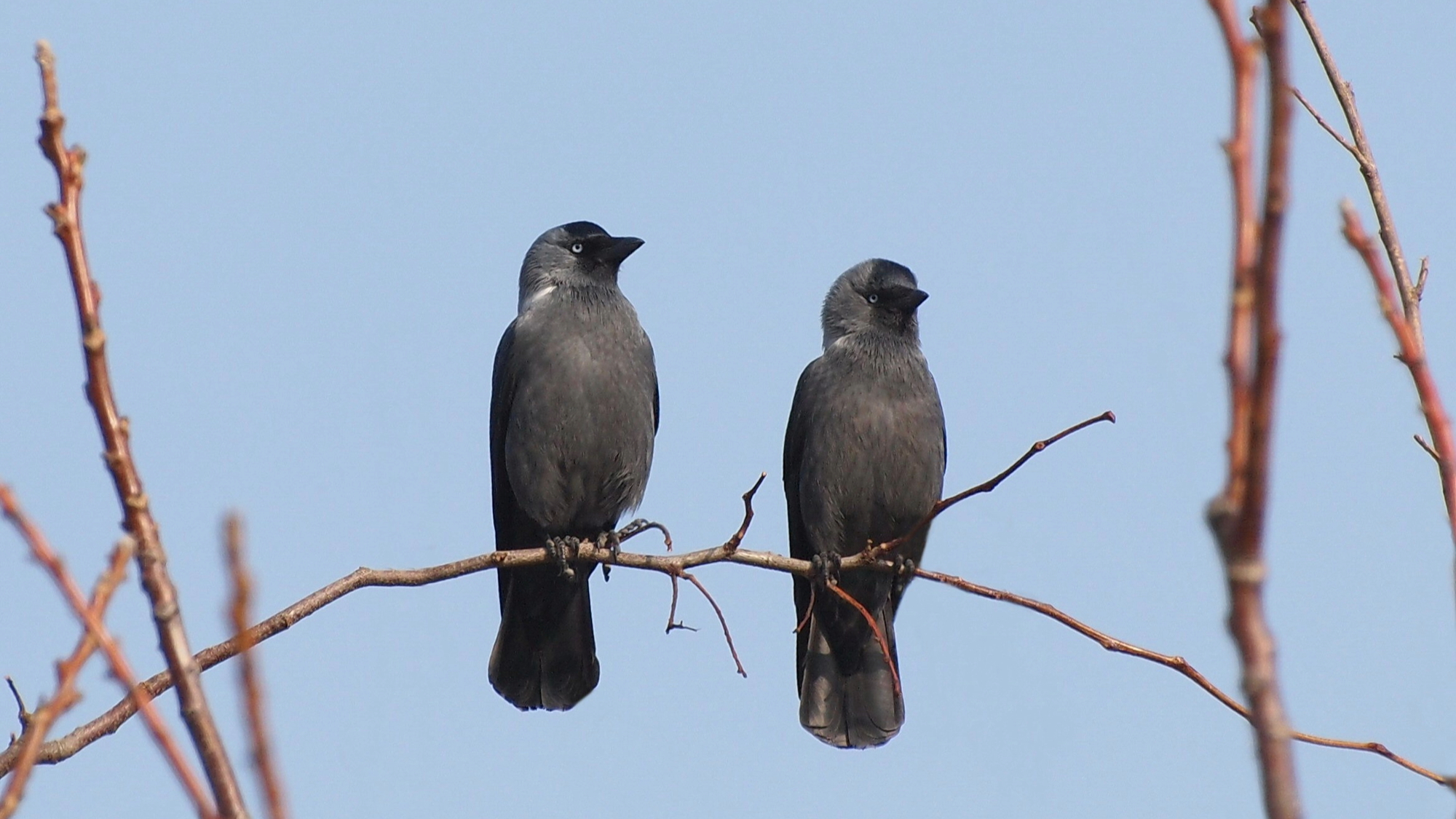Jackdaws will maneuver socially for better snacks | Popular Science