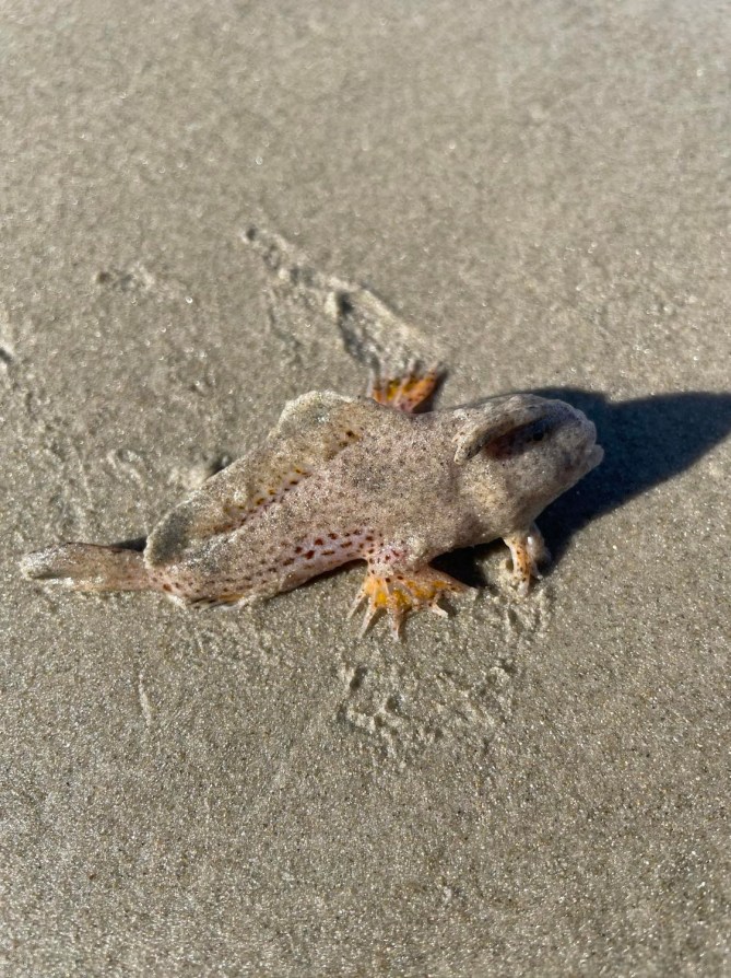 Critically endangered spotted handfish photographed in Tasmania ...