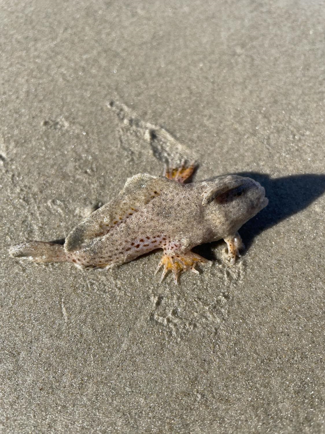 Critically endangered spotted handfish photographed in Tasmania ...