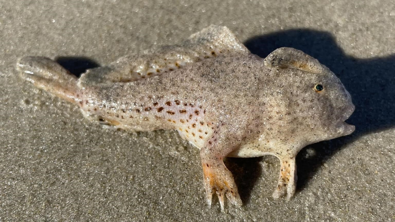 Critically endangered spotted handfish photographed in Tasmania ...