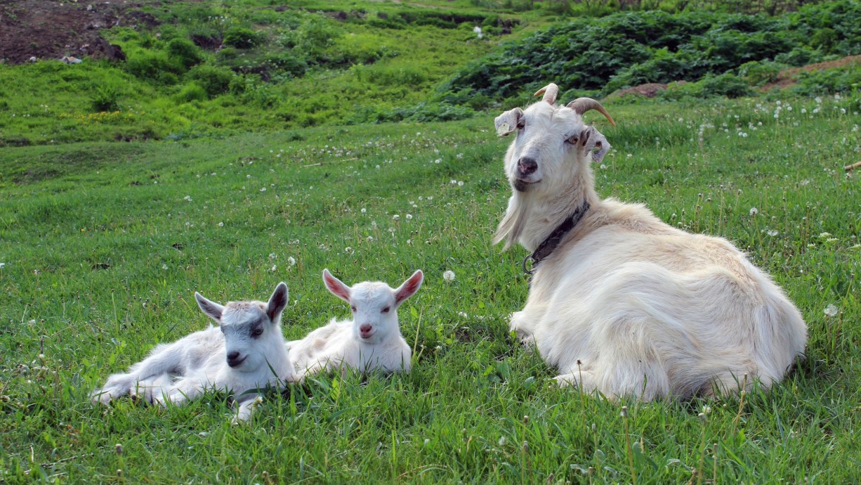 Can animals give birth to twins? | Popular Science