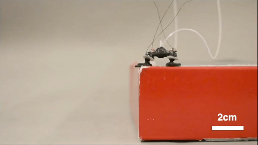 This bouncing bug bot relies on explosions to get around | Popular Science