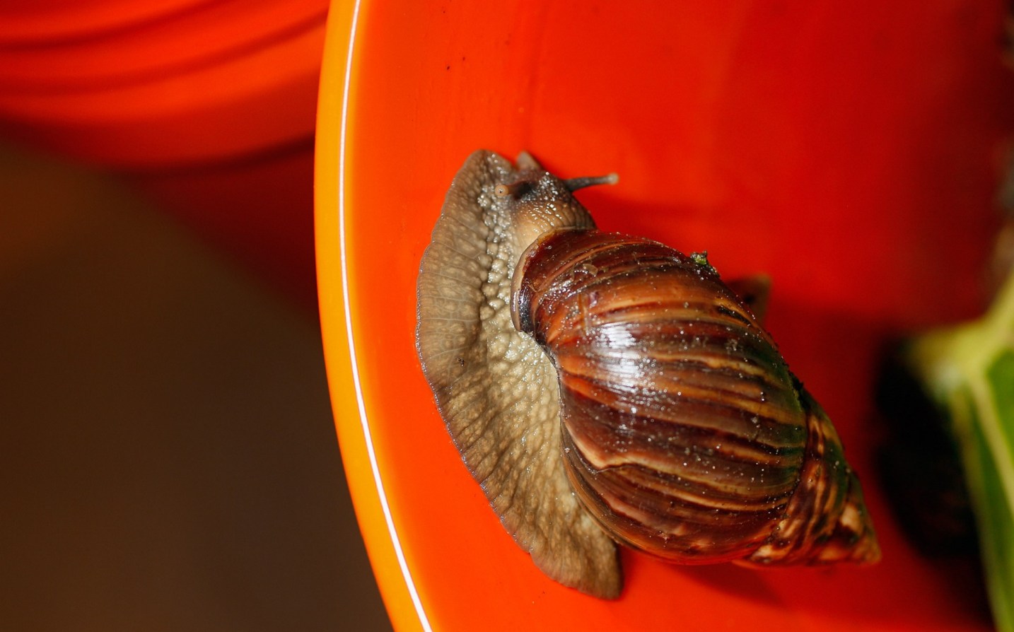 Invasive snails love Florida. Here's why. | Popular Science