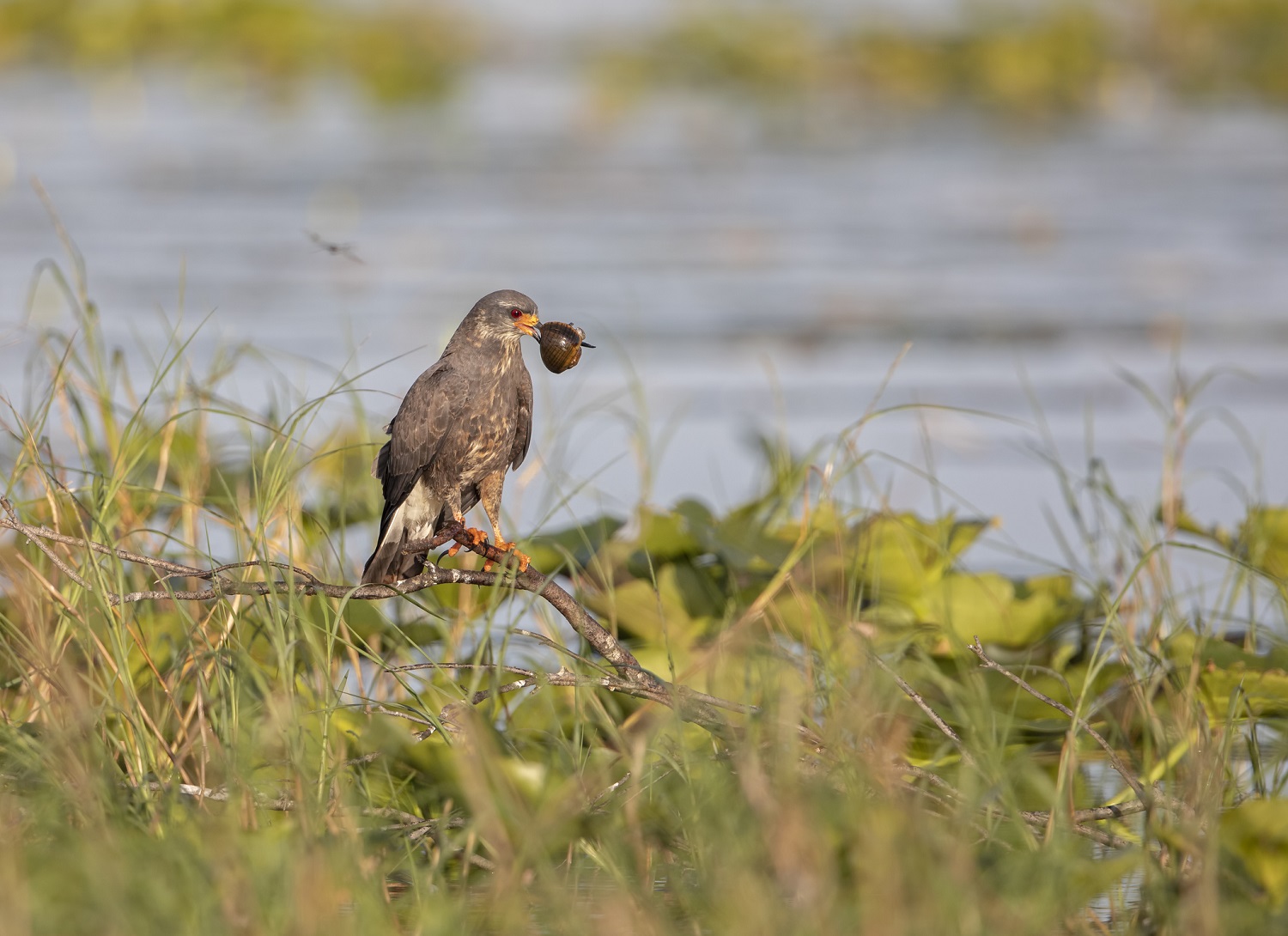 Invasive snails love Florida. Here's why. | Popular Science