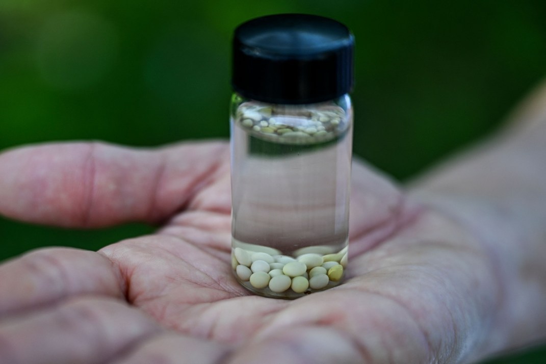 Invasive snails love Florida. Here's why. | Popular Science