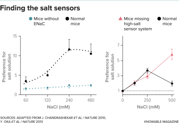 How do humans taste salt? | Popular Science