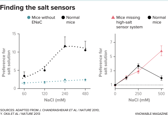 How do humans taste salt? | Popular Science