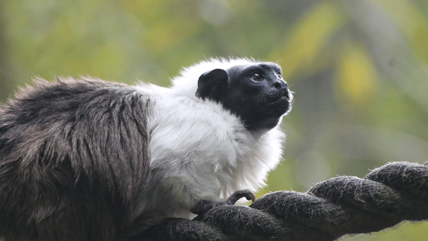 Monkeys mark more territory around noise pollution | Popular Science
