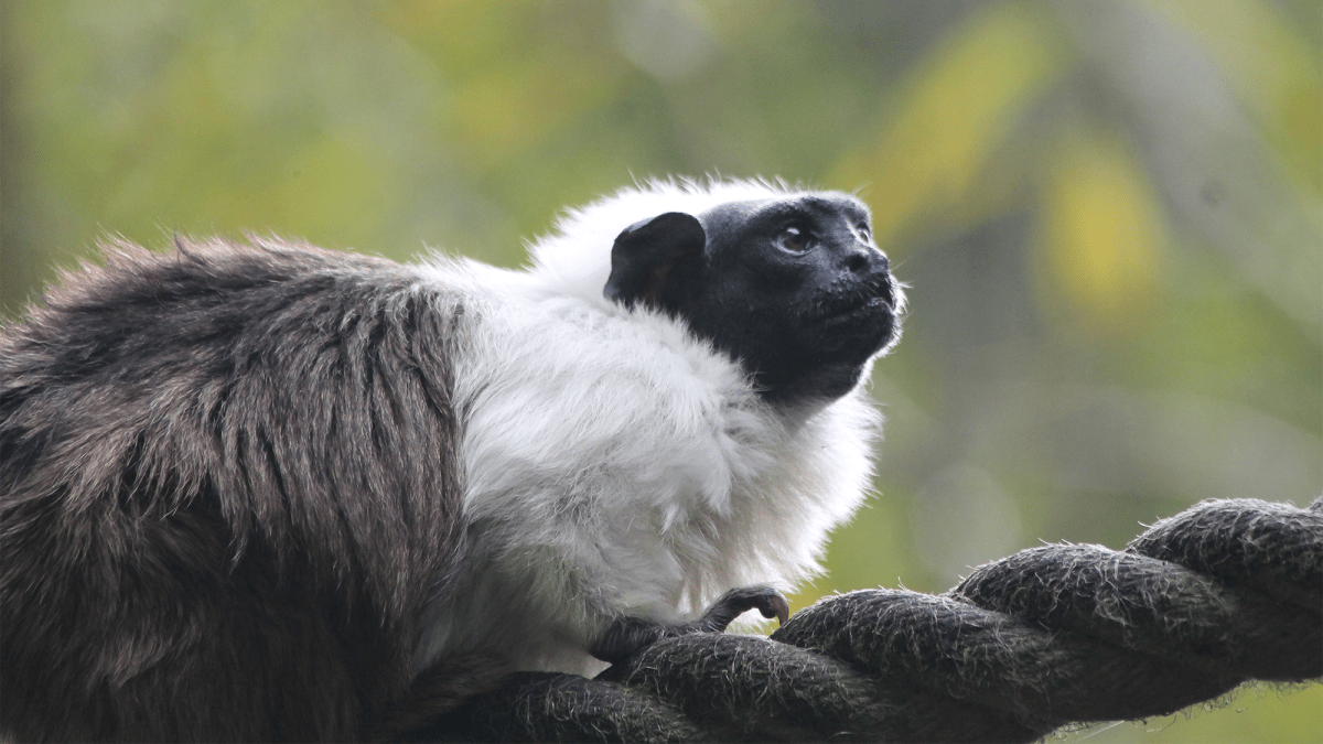 Monkeys mark more territory around noise pollution | Popular Science