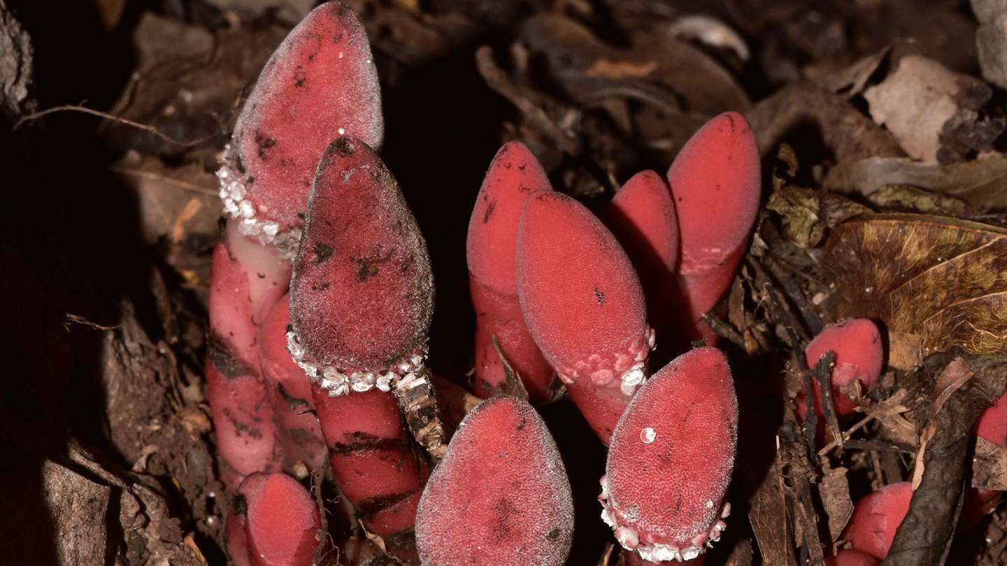 These parasitic plants force their victims to make them dinner ...