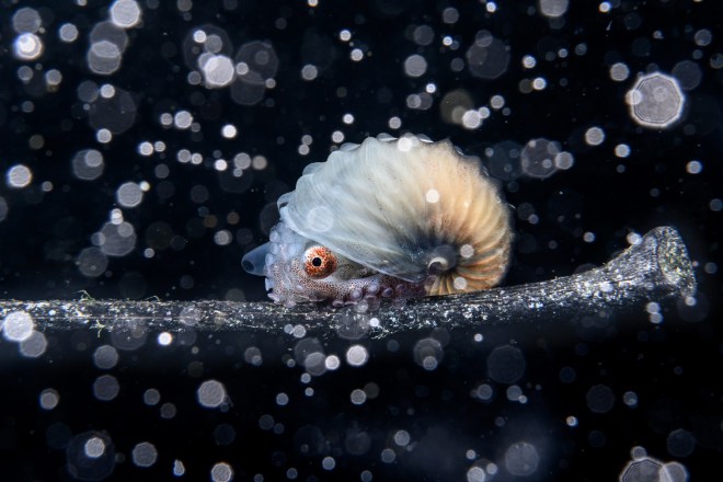 Stunning images from Ocean Photographer of the Year 2023 awards ...