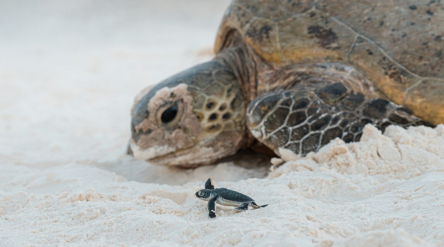 Stunning images from Ocean Photographer of the Year 2023 awards ...