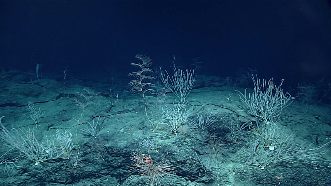 Deepest known virus discovered in the Mariana Trench | Popular Science