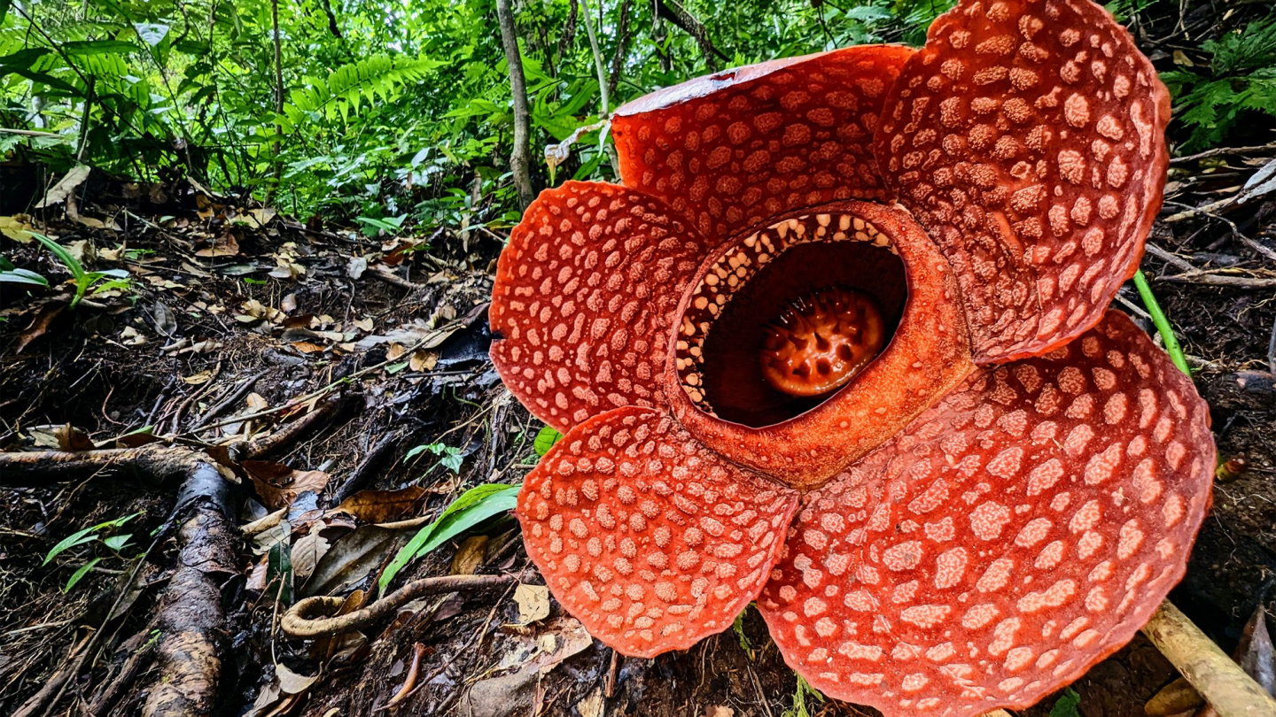 Earth’s stinkiest flower is threatened with extinction | Popular Science