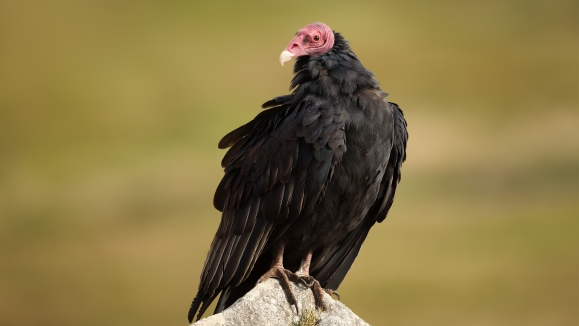 Science podcast: vultures project vomit for defense | Popular Science