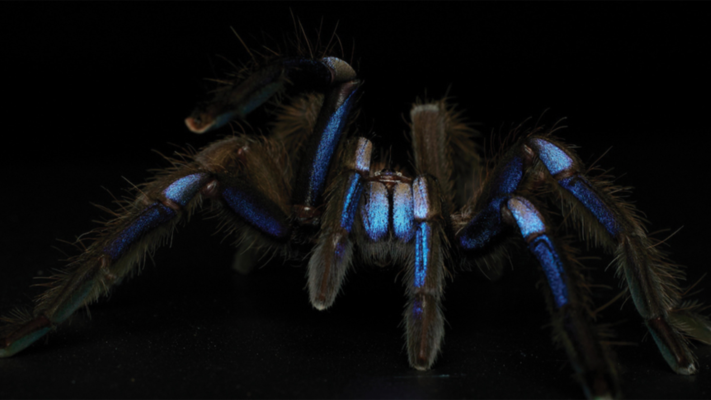 Meet the first electric blue tarantula known to science | Popular Science