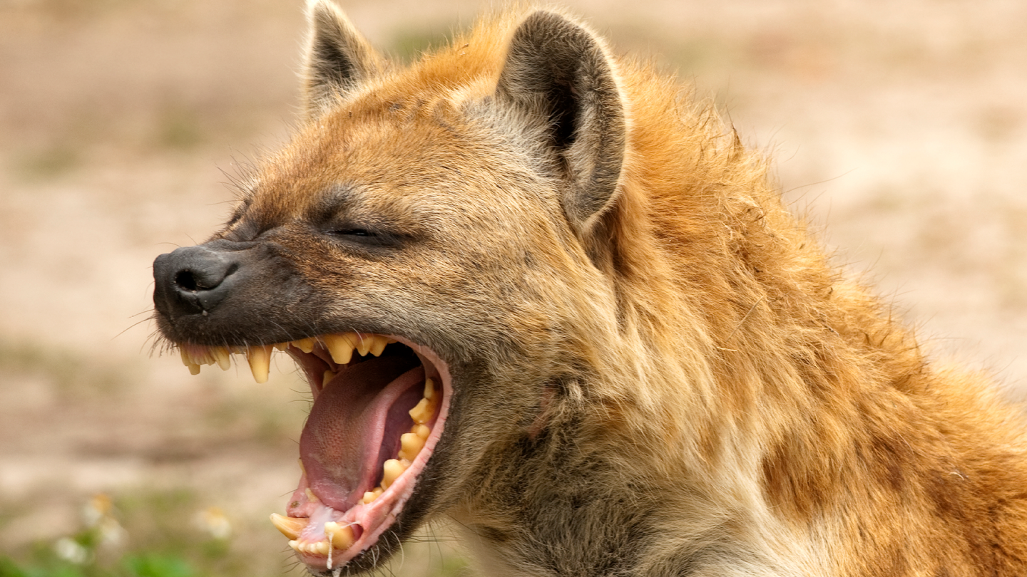 Ancient humans and hyenas fought over scraps a million years ago ...