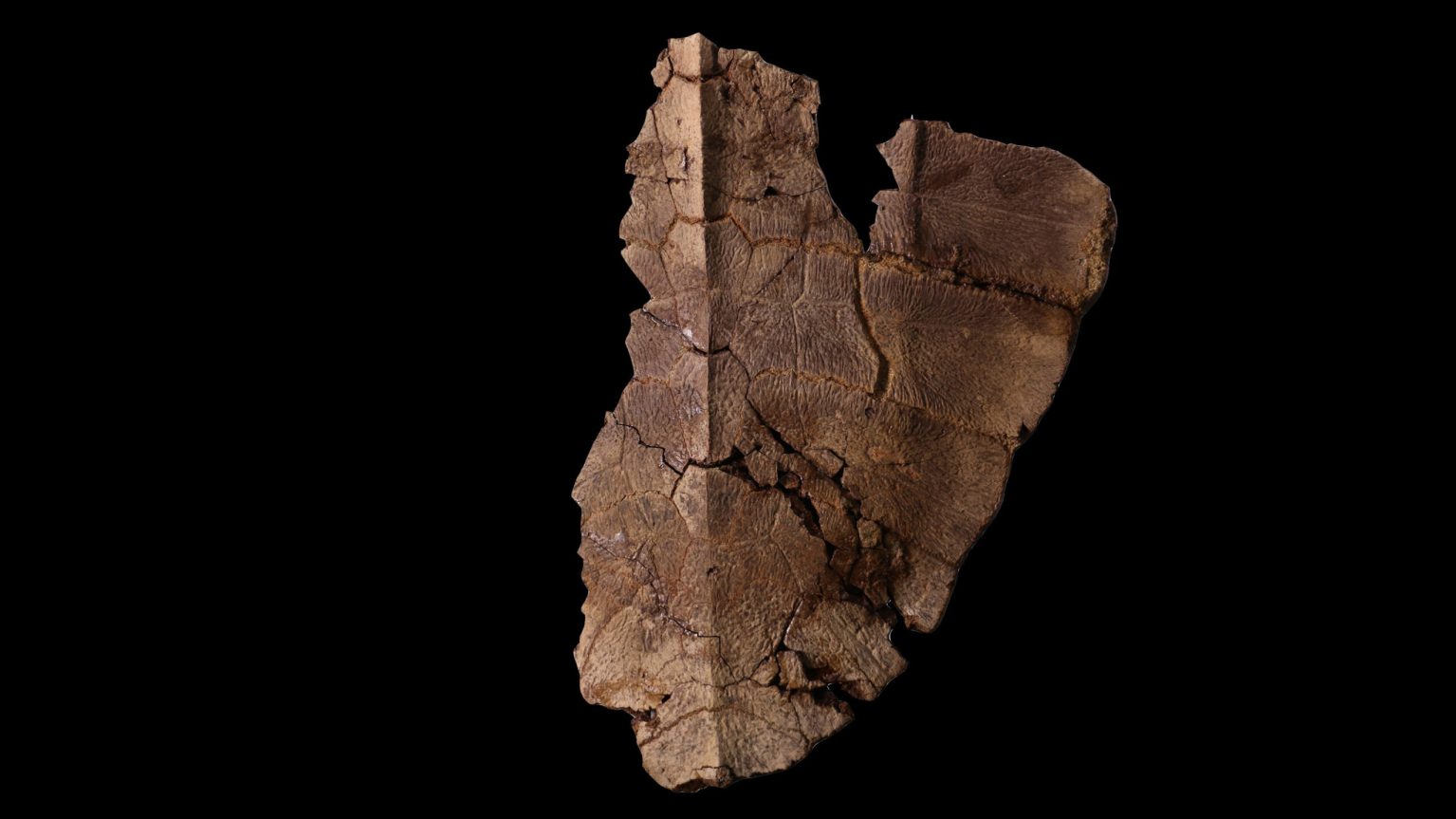 Ancient DNA extracted from 6-million-year-old turtle shell | Popular ...