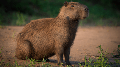 4 capybara facts you'll love, and 1 you'd like to forget | Popular Science