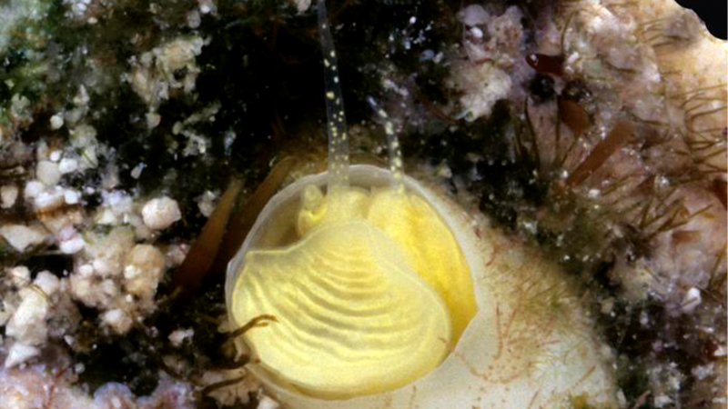 The ‘margarita snail’ uses its yellow hue to fend off predators ...