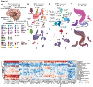 We finally have a map of all the brain's cells | Popular Science