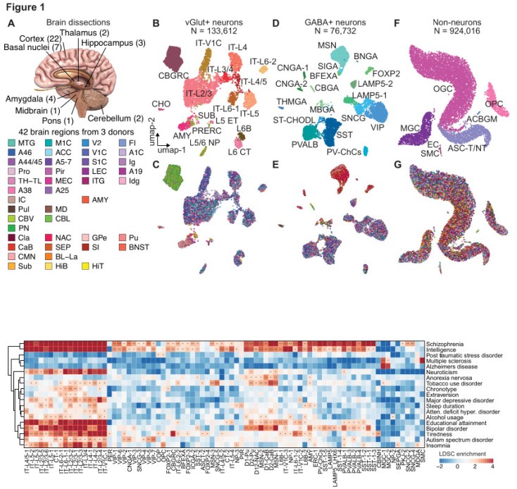We finally have a map of all the brain's cells | Popular Science