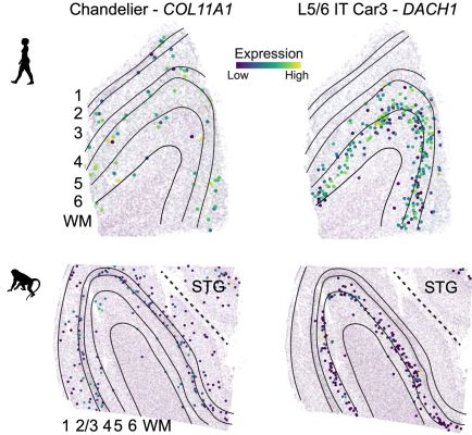 We finally have a map of all the brain's cells | Popular Science