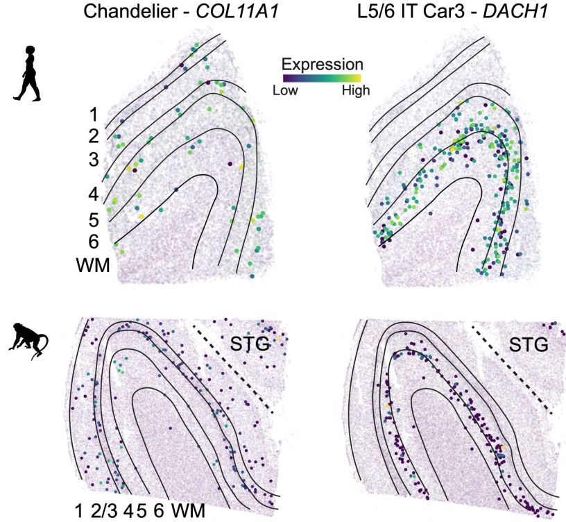 We finally have a map of all the brain's cells | Popular Science