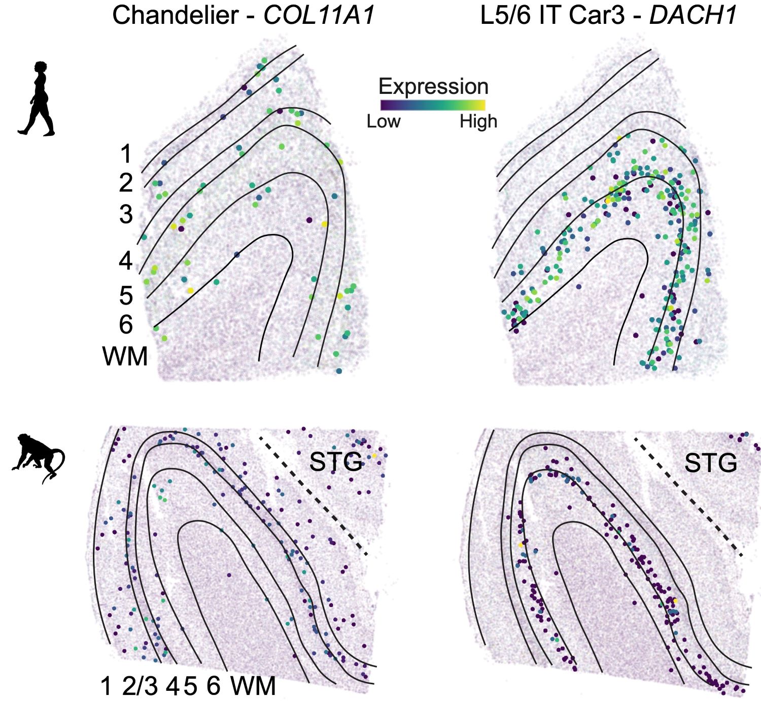 We finally have a map of all the brain's cells | Popular Science