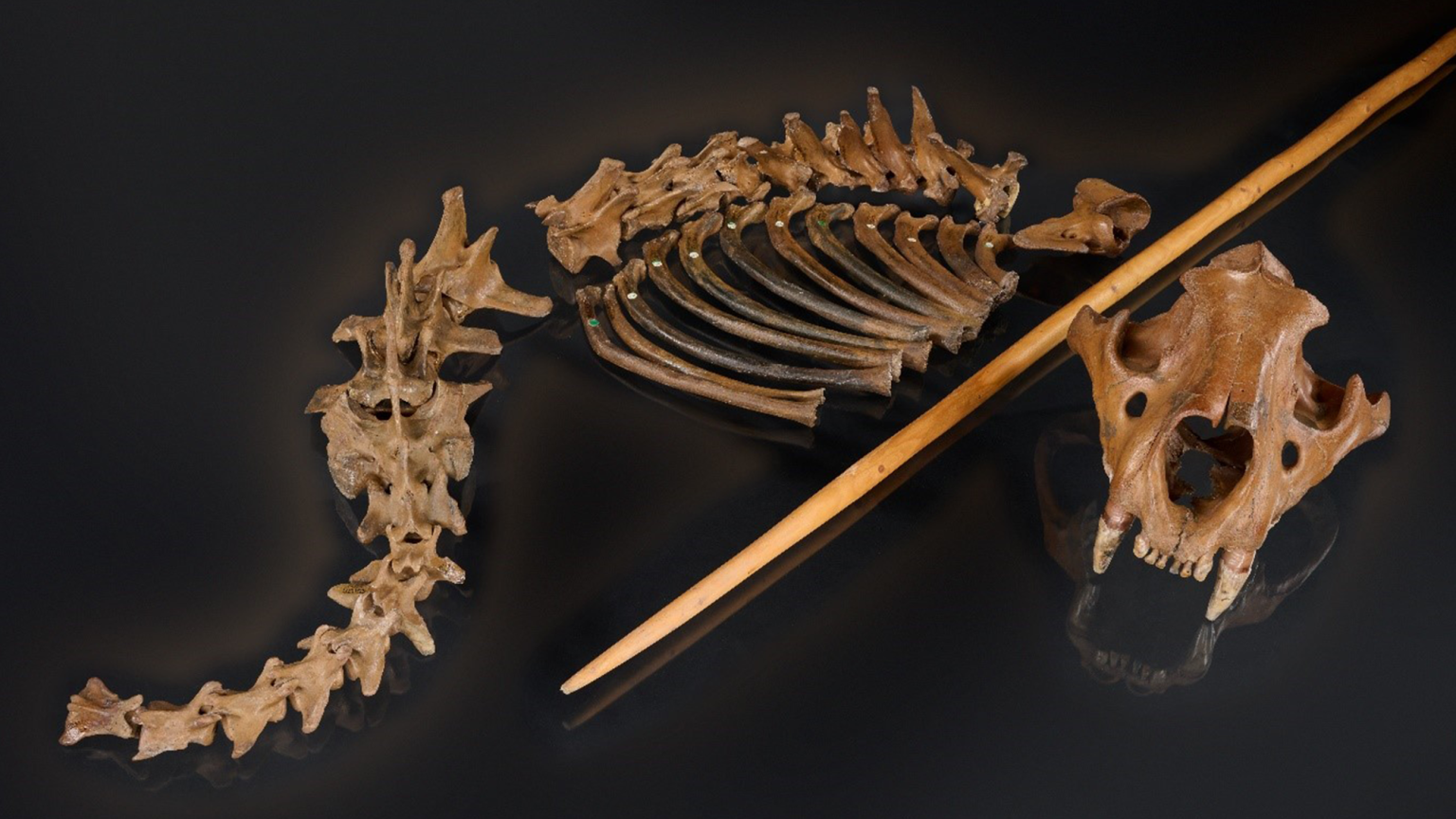 Neanderthals may have hunted mighty cave lions | Popular Science