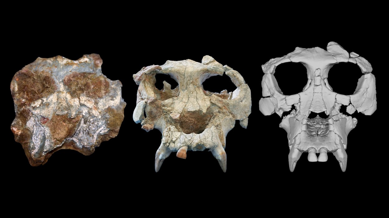 Scientists virtually reconstruct the skull of an extinct 12 million ...