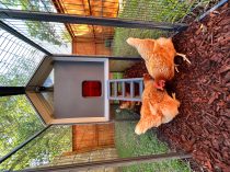Coop brings smart home tech to backyard chickens | Popular Science