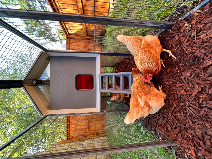 Coop brings smart home tech to backyard chickens | Popular Science