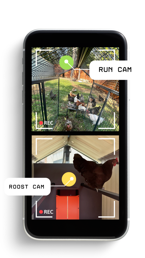 Coop brings smart home tech to backyard chickens | Popular Science