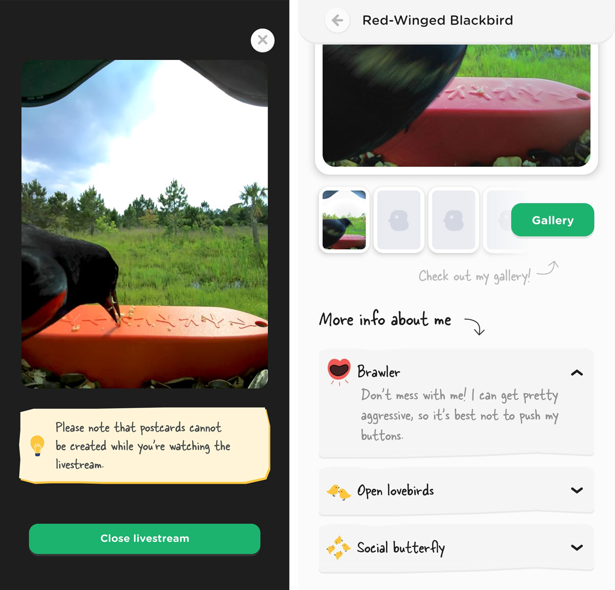 Bird Buddy Smart Bird Feeder review: A camera that's not just for the ...