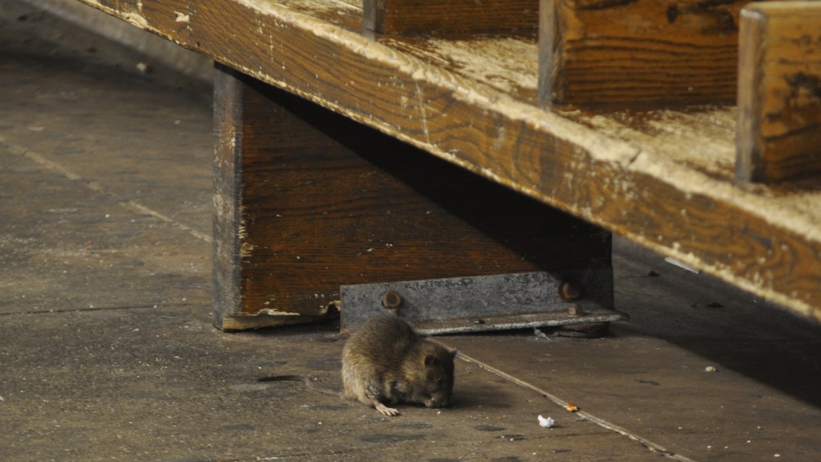 Rat detector now available on the Transit app | Popular Science