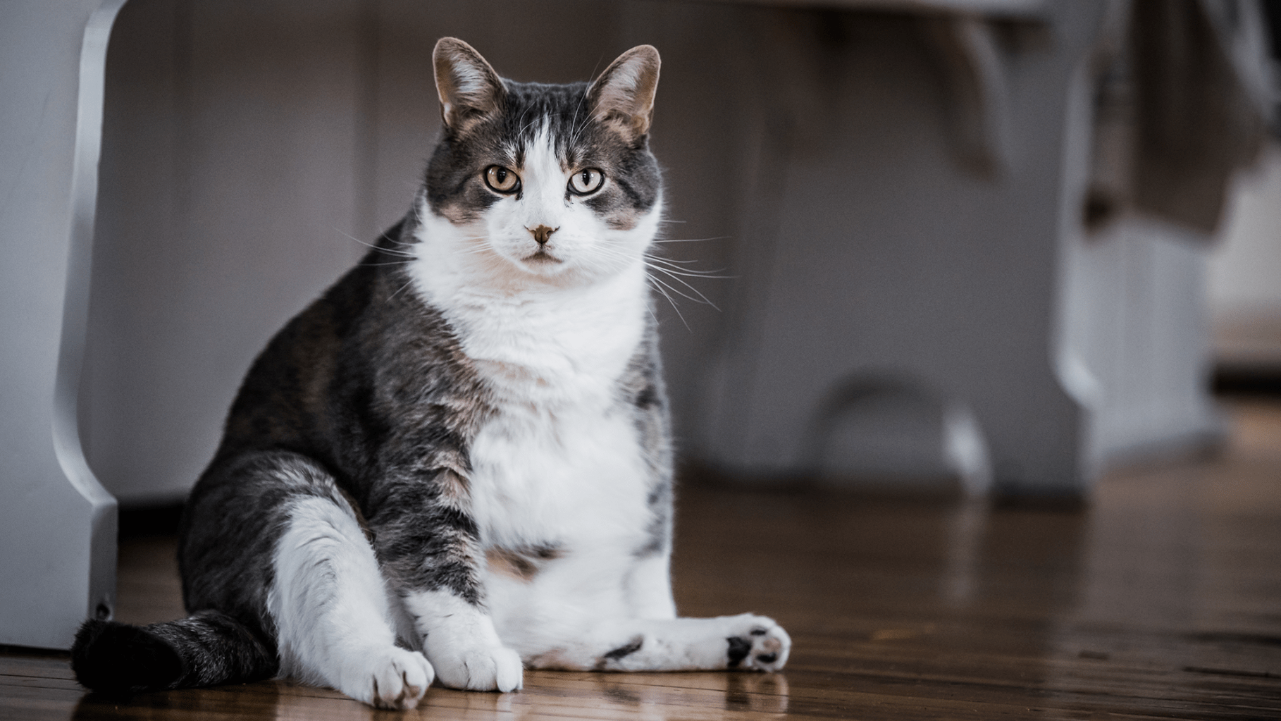 What happens if you overfeed your cat? | Popular Science
