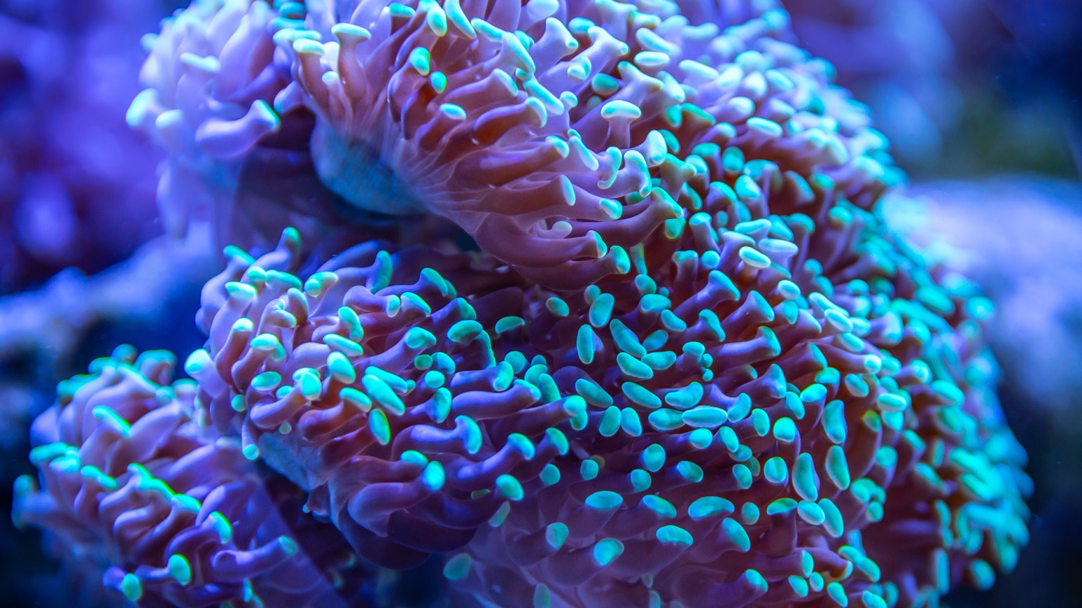 How frozen baby corals and high-powered lasers could help dying reefs ...