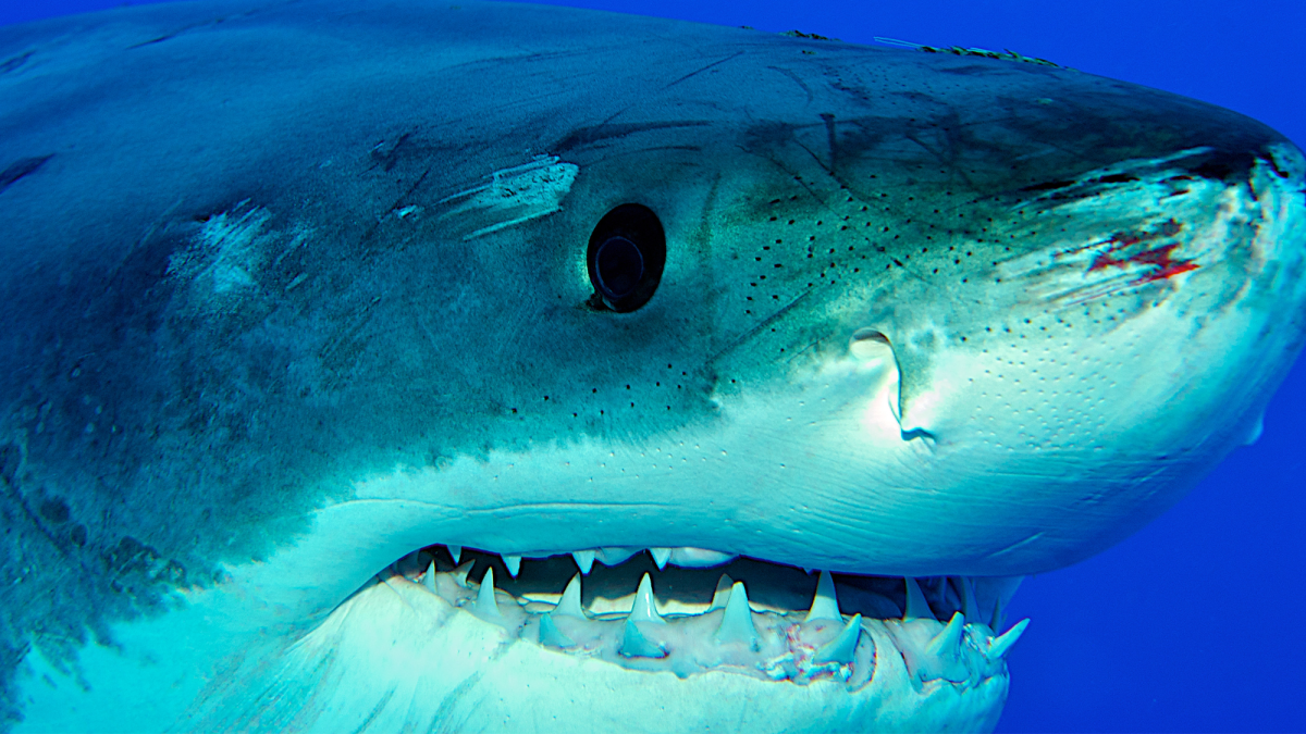 Great White Shark Sea Temperature