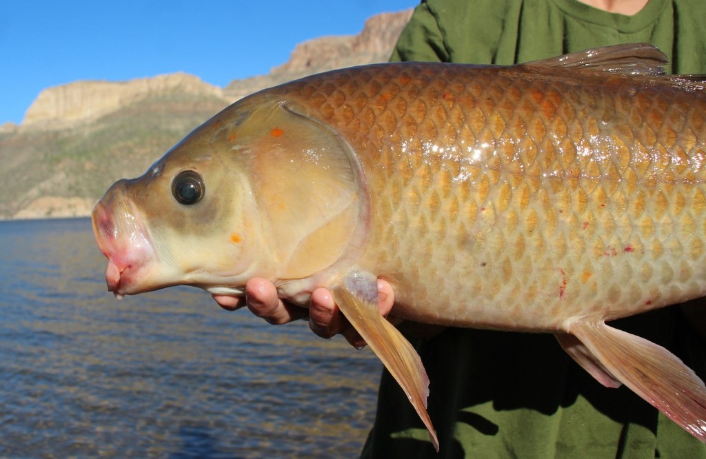 Do buffalofish have an antiaging secret? | Popular Science