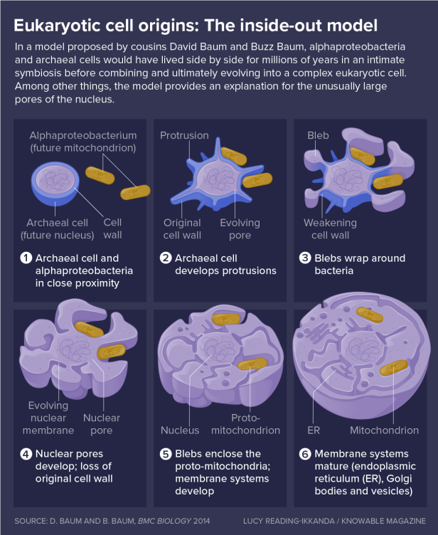 How did our cells get their other complex parts? | Popular Science