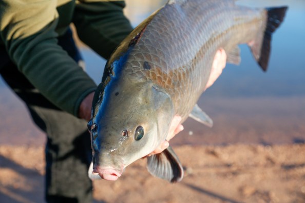 Do buffalofish have an antiaging secret? | Popular Science