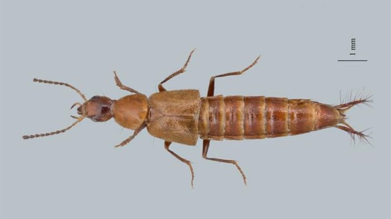 New fluffy longhorn beetle discovered in Australia | Popular Science