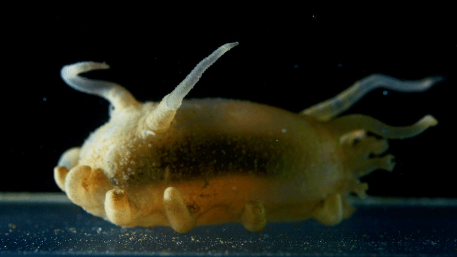 Surprise! These sea cucumbers are bioluminescent | Popular Science