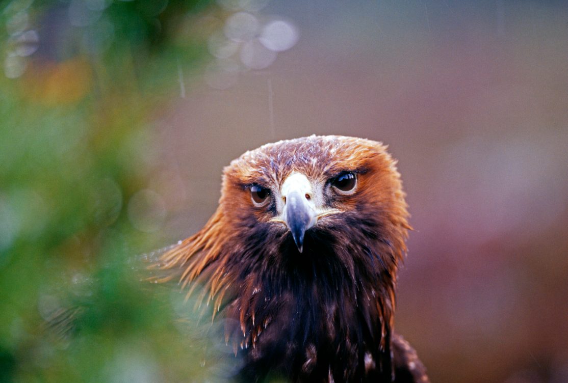 5 extreme examples of animal vision | Popular Science