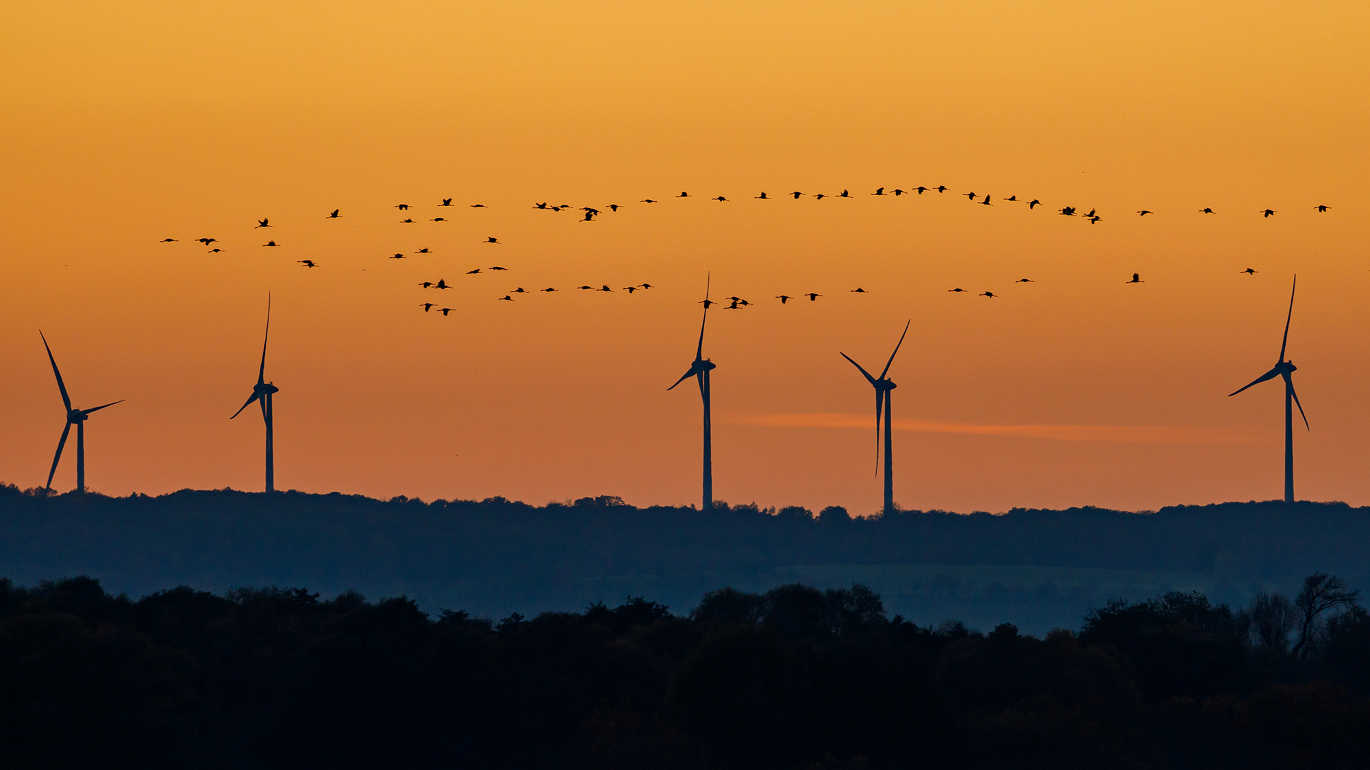 How wind turbines could coexist peacefully with bats and birds ...