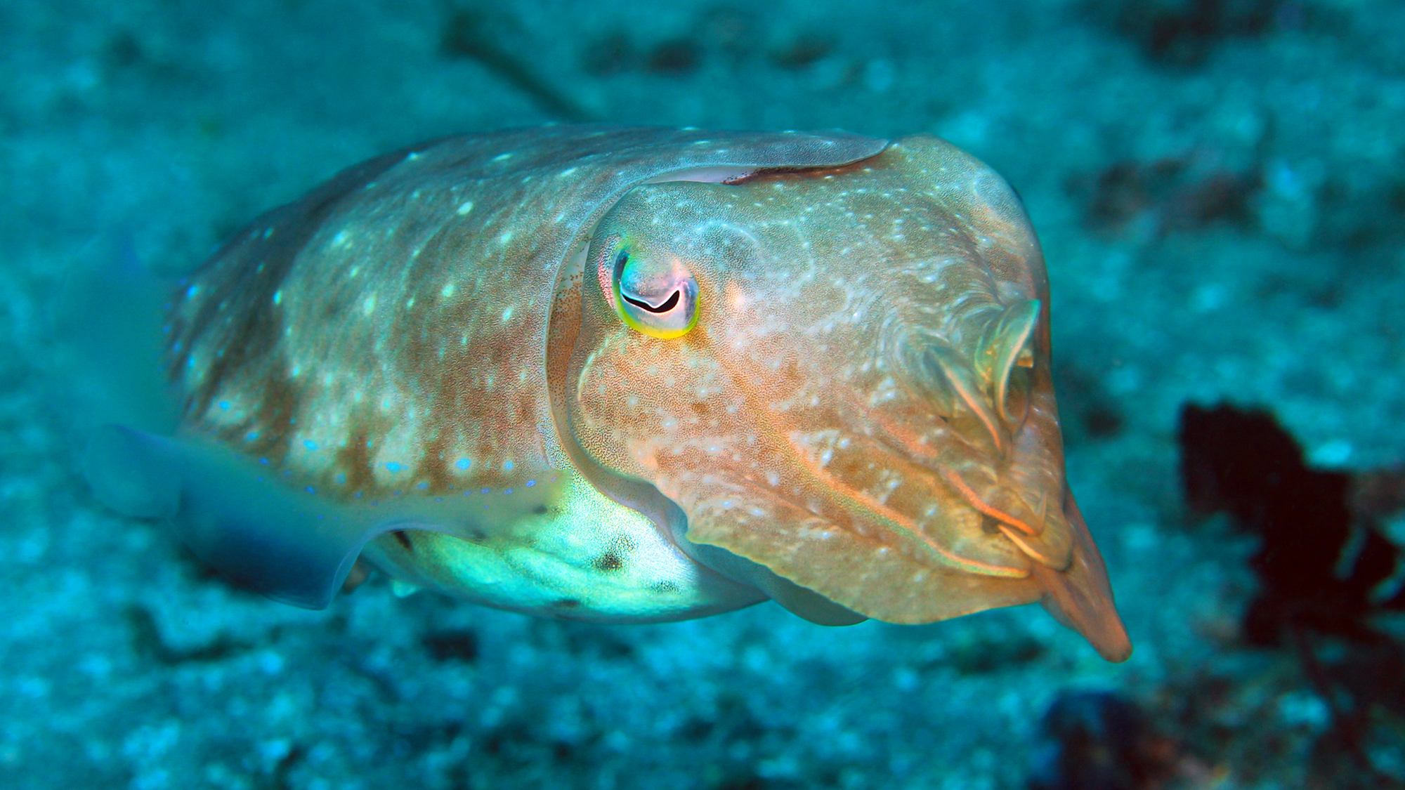Cuttlefish and their amazing technicolor dreamcoats | Popular Science