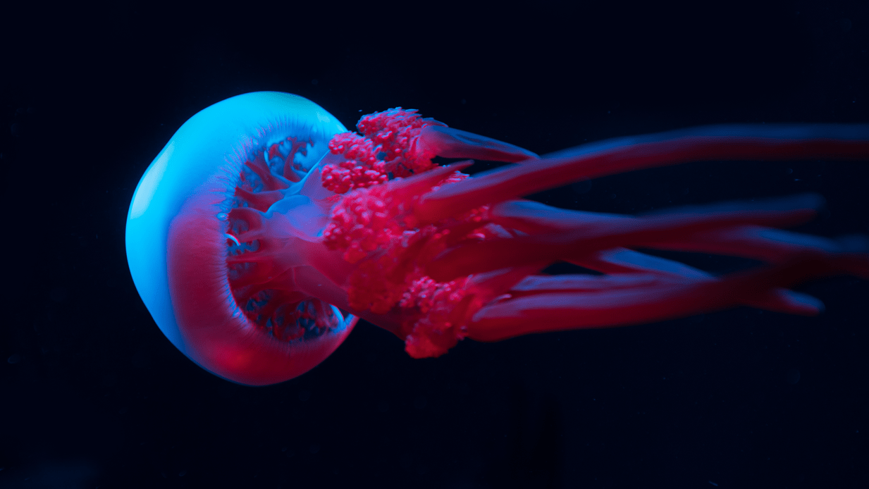 Even without brains, jellyfish learn from their mistakes | Popular Science