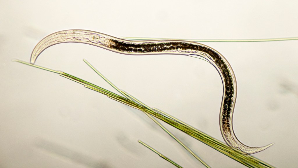 These tiny worms are no match for carnivorous fungi | Popular Science