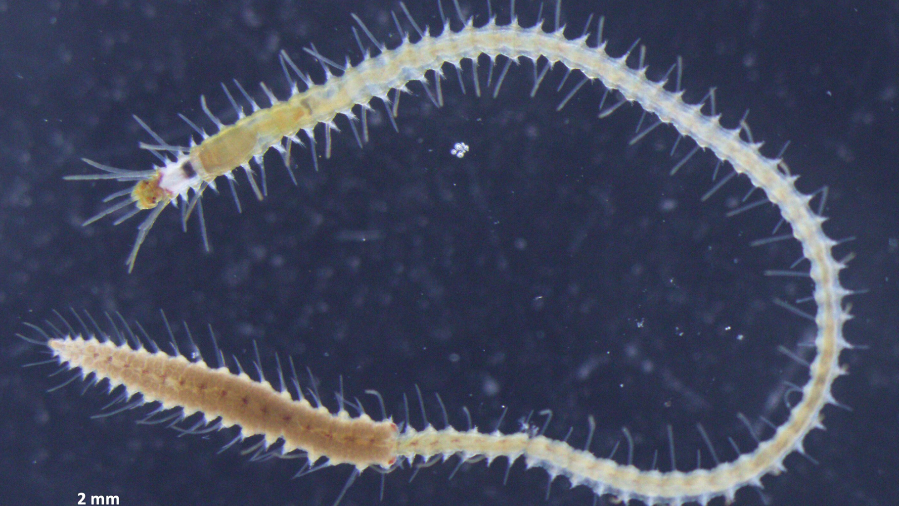 Why these sea worms detach their butts to reproduce | Popular Science